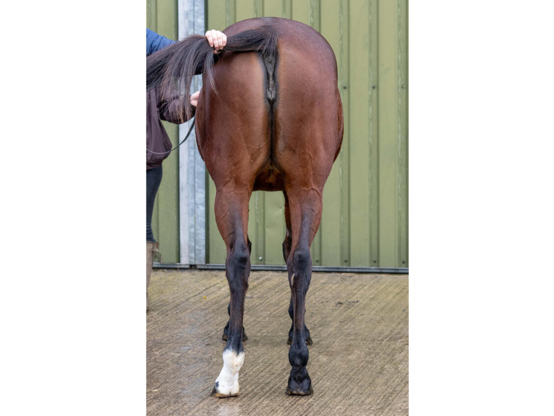 Tweenhills Starlighter