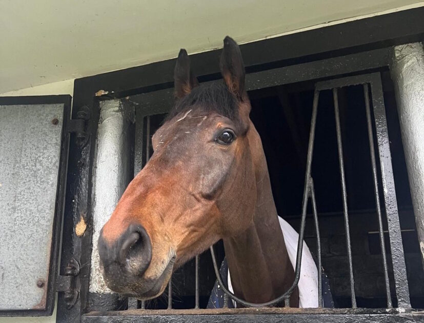 Tweenhills Grandson of Lady Rebecca wins for Howden