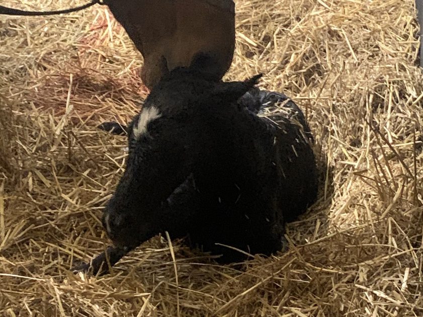 Tweenhills First Roaring Lion foal born