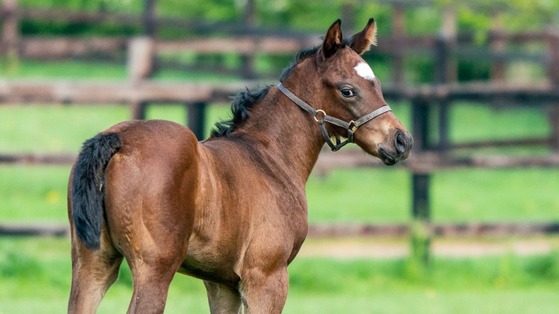 Tweenhills Tweenhills filly is winner #7 for Kameko