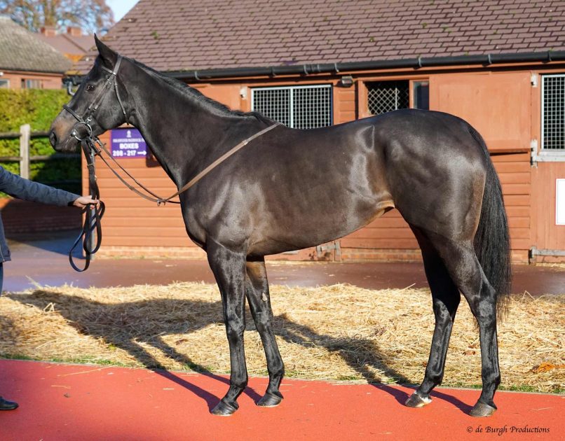 Tweenhills New buy Miss Nay Never wins for The Howdens