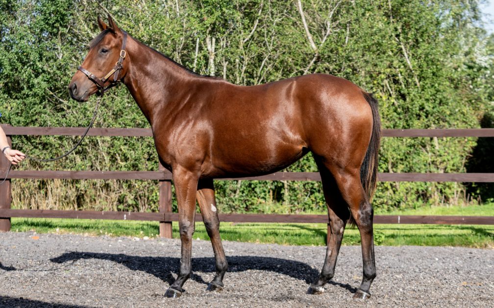 Tweenhills Homebred 2yo Running Queen wins well