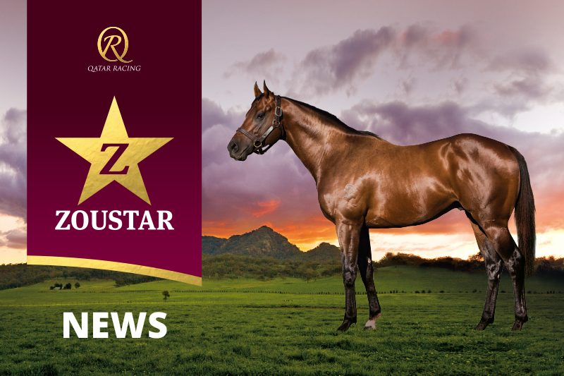 Tweenhills AUSTRALIAN STALLION ZOUSTAR TO STAND AT TWEENHILLS STUD FOR ...