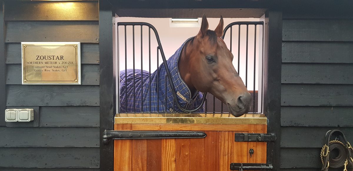 Tweenhills Zoustar: best progeny and their dam’s breeding