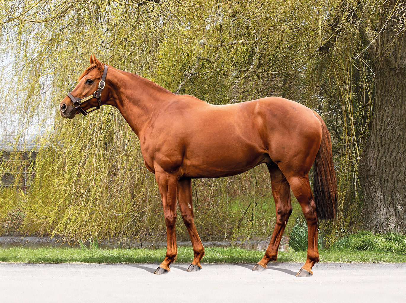 Tweenhills Stallion Lightning Spear