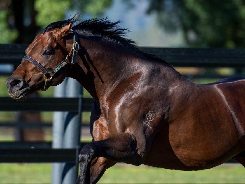 Tweenhills Stallion Zoustar